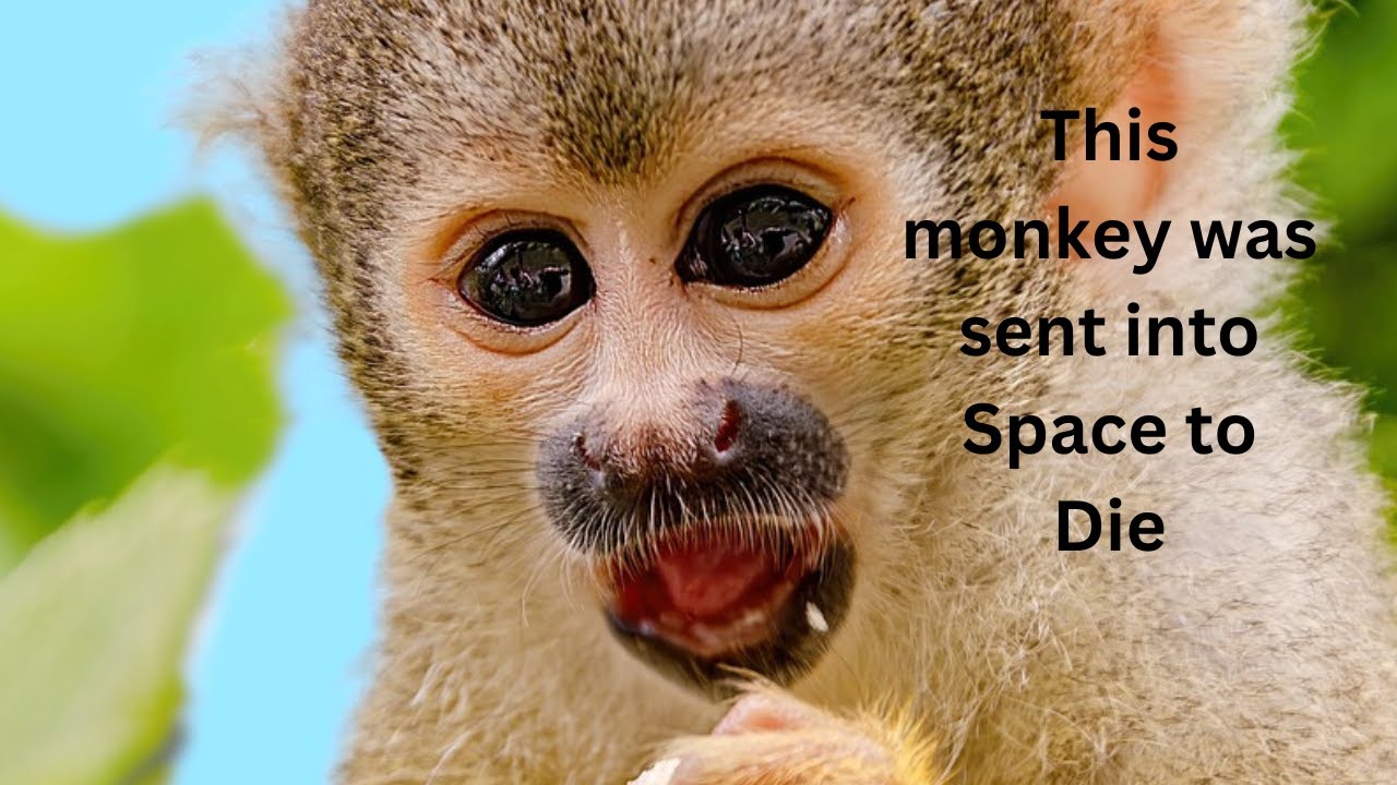 This Monkey Did Not Survive A Trip Into Space - YouTube