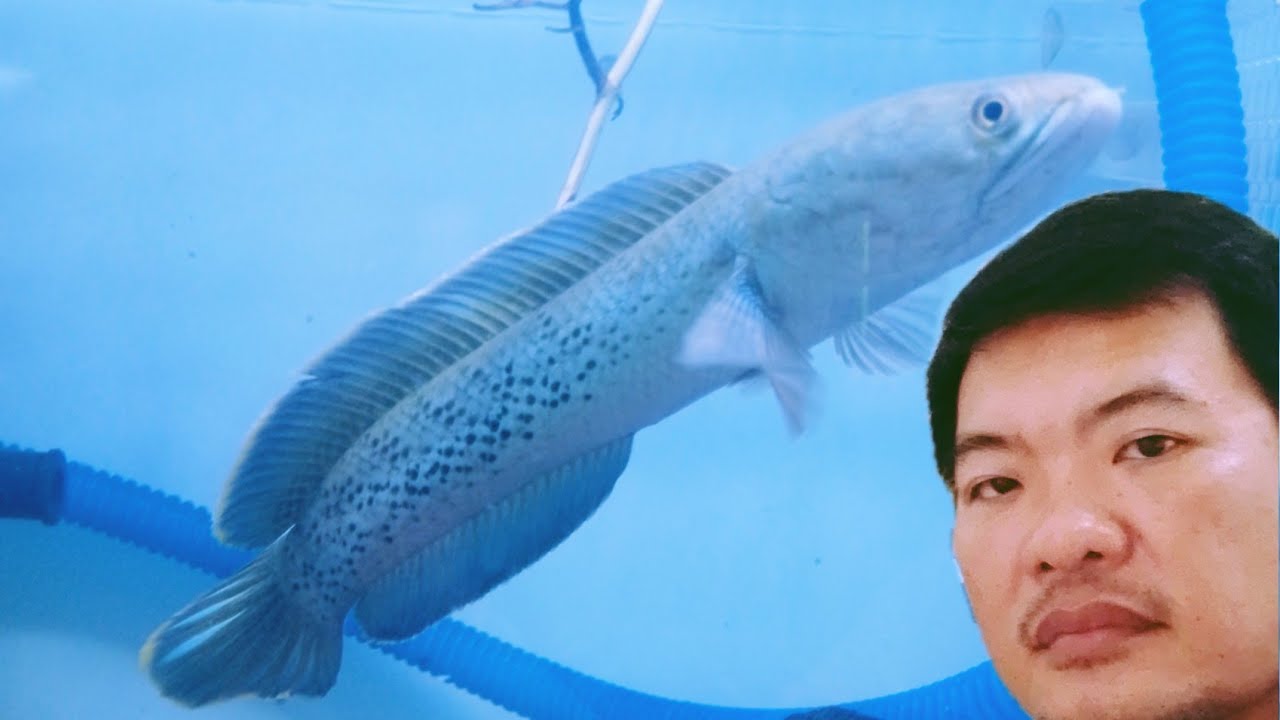 CHANA YELLOW SENTARUM, ASIATICA,STEWARTII ARUNACHAL. - YouTube