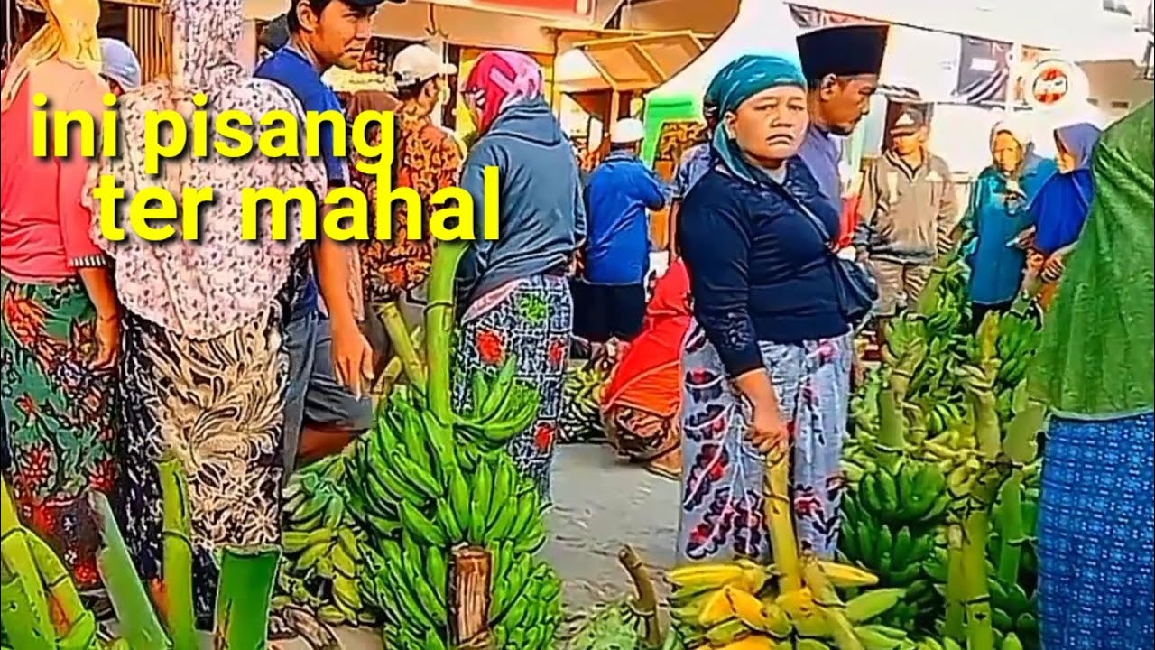 pisang yang paling bagus bagus harganya Ter mahal - YouTube