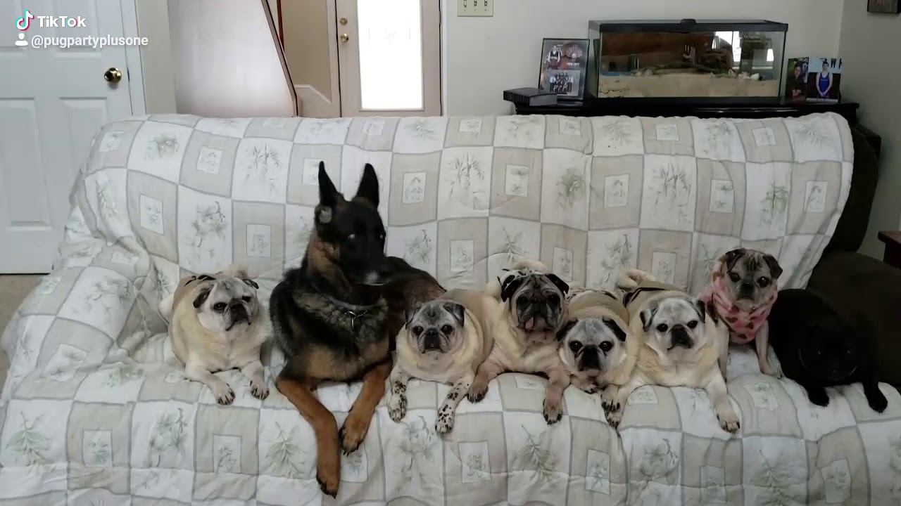 Another TikTok video from the pugs & German shepherd Run Pug Party Plus ...