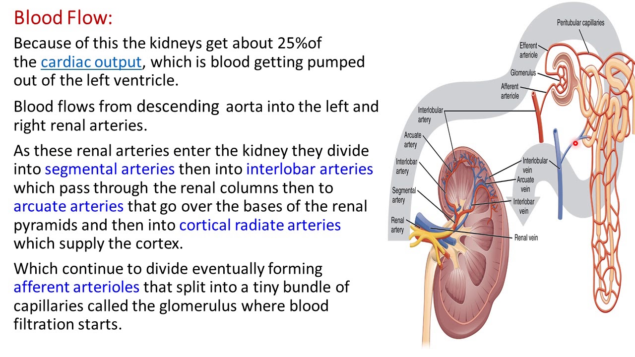 Renal impairment (Lecture 1 Introduction, Anatomy, Physiology and ...