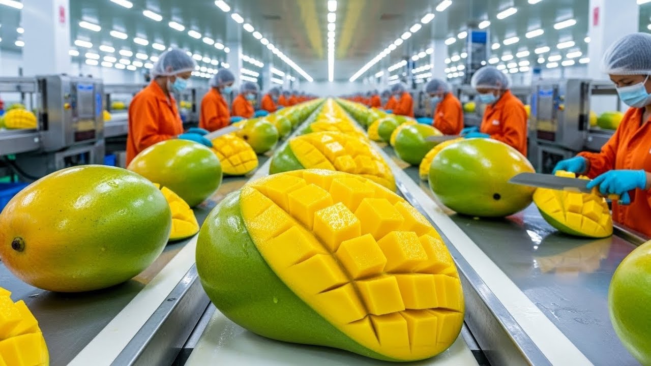 Inside a modern mango processing plant: From farm to delicious Mango ...