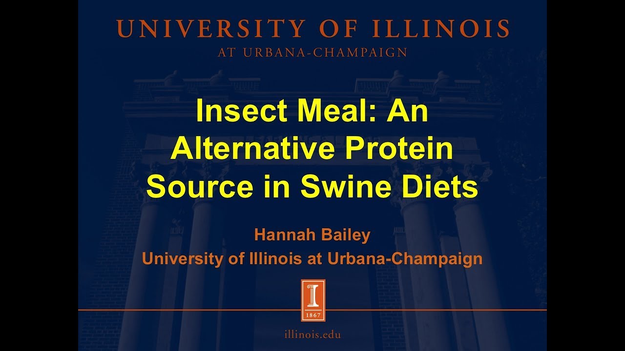 Insect Meal: An Alternative Protein Source in Swine Diets - YouTube