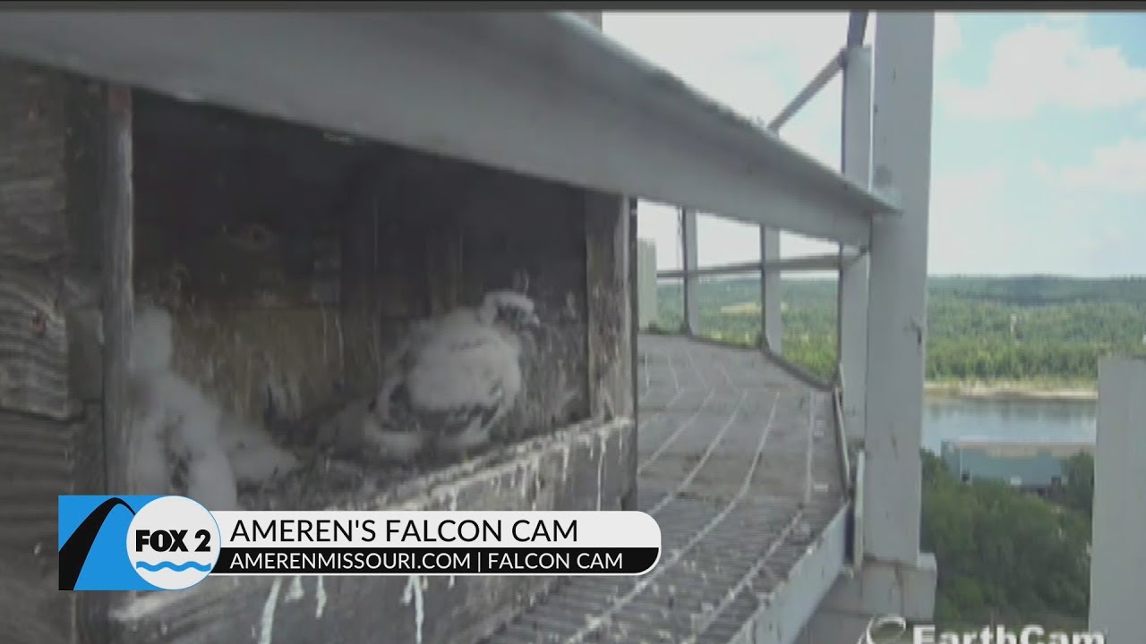 Get a bird’s eye view of Peregrine Falcons from Ameren’s Falcon Cam ...
