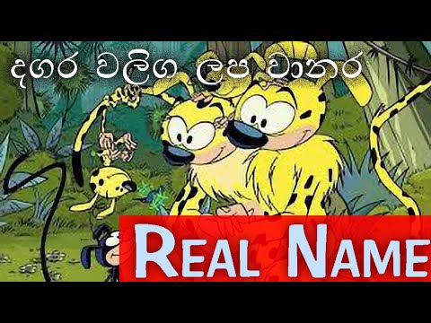 dagara waliga real name / dagara waliga lapa wanara English name ...