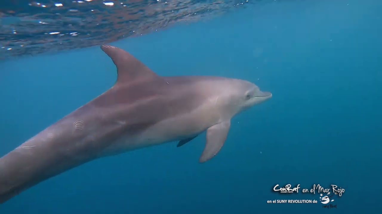 DELFINES AL ATARDECER - YouTube