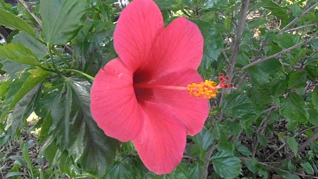 PACÍFICO ROJO: Hibiscus rosa-sinensis (www.riomoros.com) - YouTube
