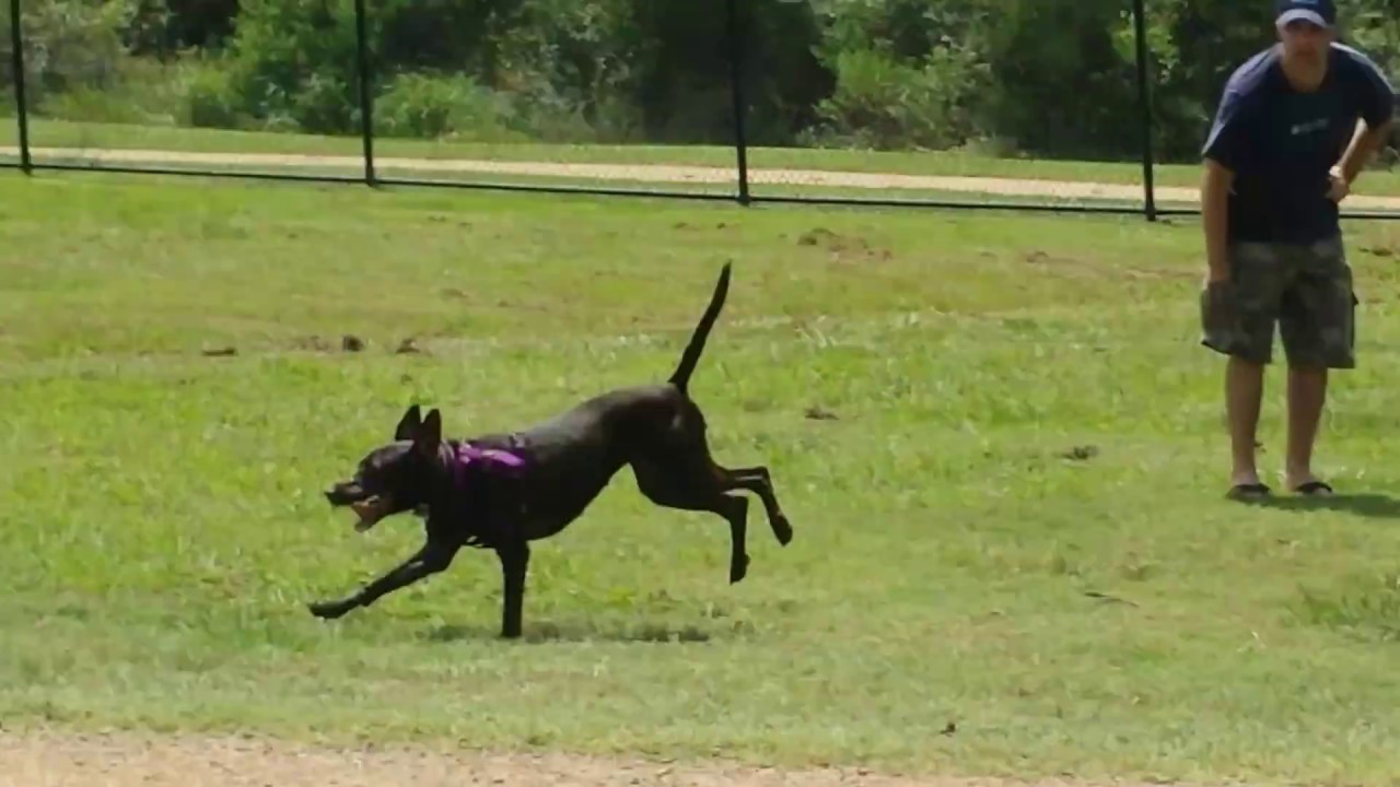 Jackie Boo Boo Happy Puppy Zoomies Doggo USA dogs park - YouTube