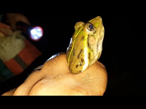 Fish & Frog Hunting In Night / Wild Fishing Using Torch Light / Catch ...