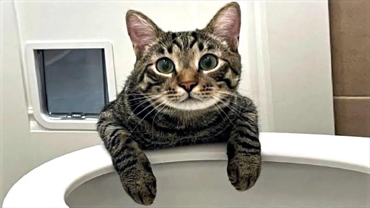 BEST DANK CAT MEMES COMPILATION OF 2020 PART 2 (from TikTok) - YouTube