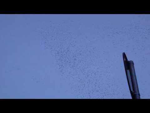 Starlings over Rome Termini Station - YouTube