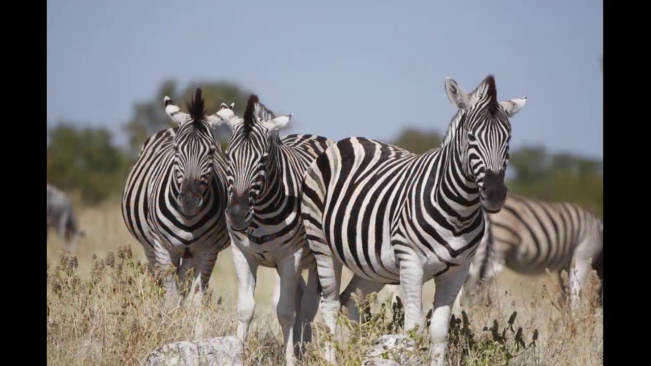 Animal World - Zebra Video for Kids to Learning - Library for Kids ...