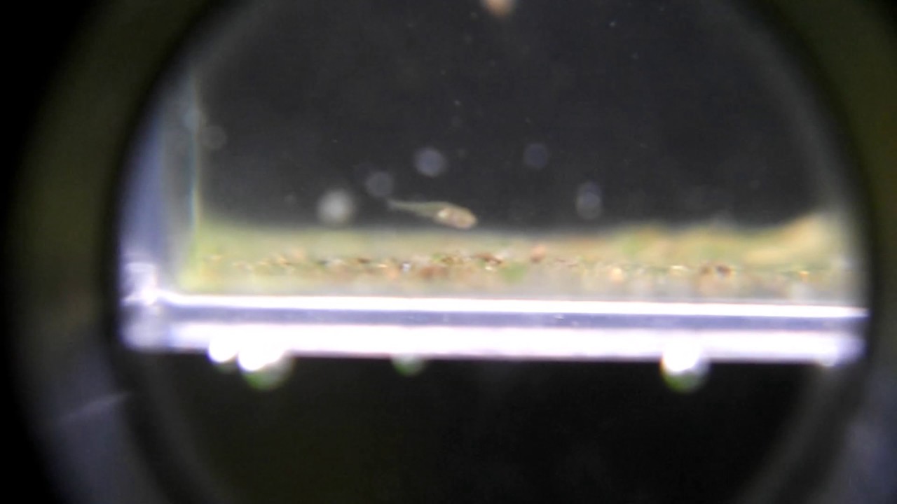 チェリーバルブの稚魚 Puntius titteya (Cherry Barb) fry - YouTube