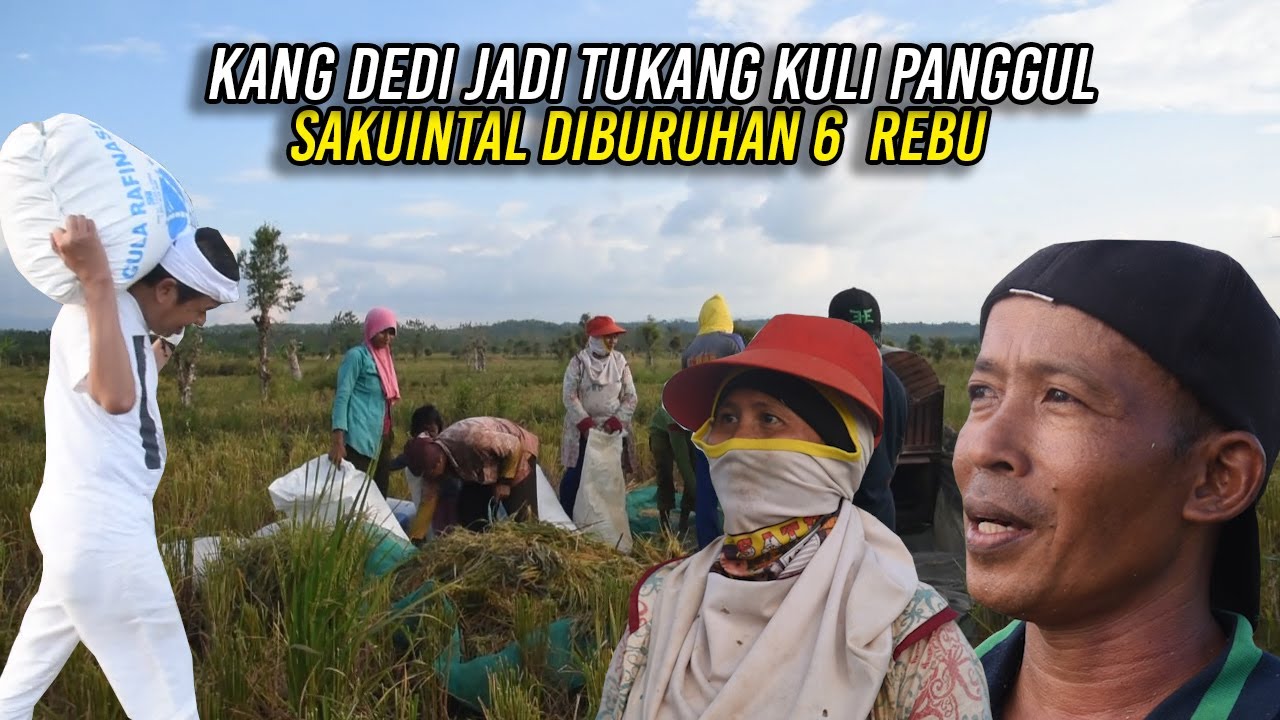 SAAT KANG DEDI JADI KULI PANGGUL DI INDRAMAYU-MIKUL 1 KWINTAL DIBAYAR ...