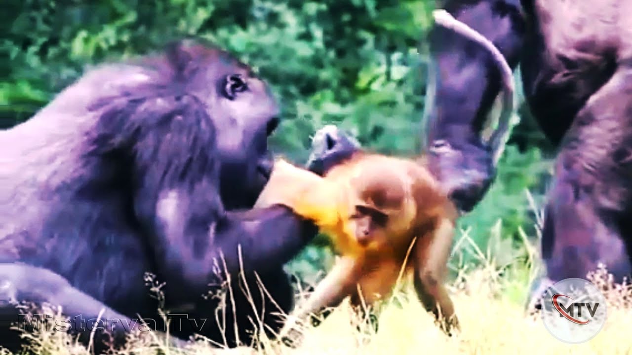 The MOST DANGEROUS Ape Attacks That Will Leave You SPEECHLESS ...