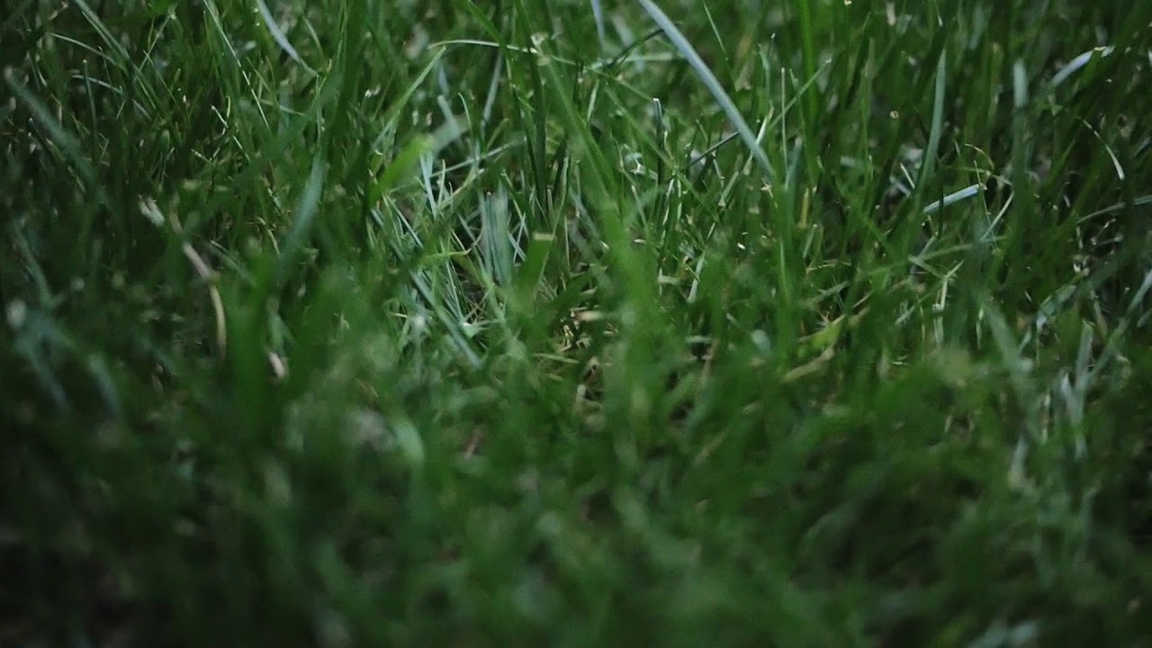 Grass meadow macro shot - HD stock footage #63 - YouTube