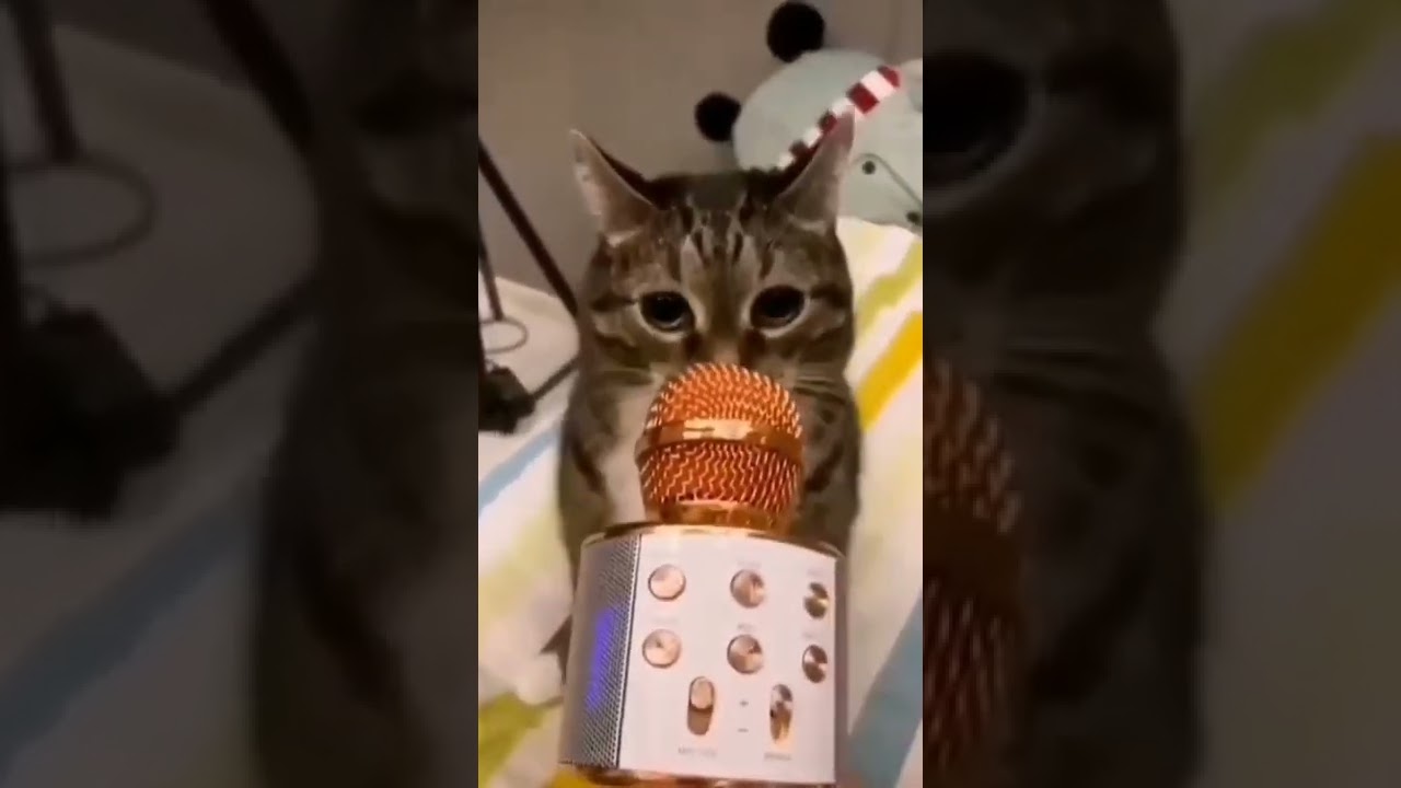 cat scream on microphone aaaauuuuggggh - YouTube