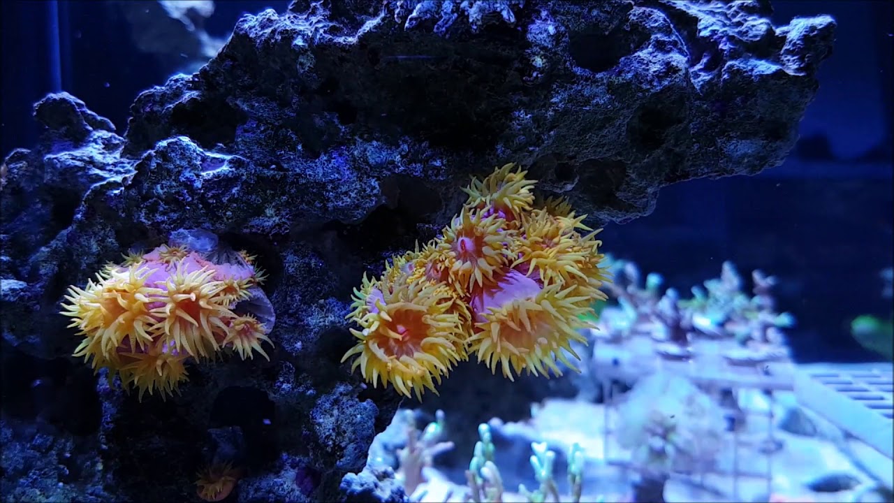 Tubastrea feeding timelapse - YouTube