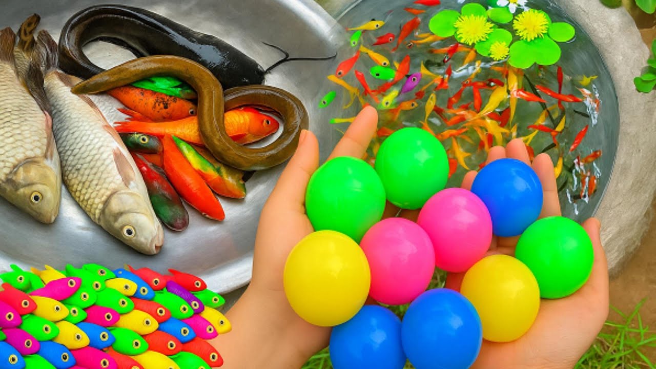 Catching Cute Pond Animals: Aquarium Fish, Baby Turtles, Eels, Iguana ...