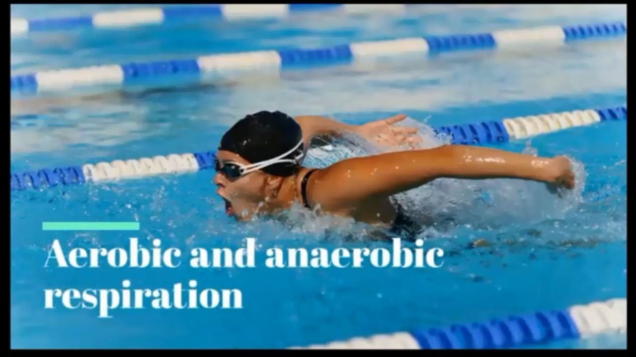 Biology| Aerobic & Anaerobic Respiration IGCSE| GCSE| AQA| O level ...