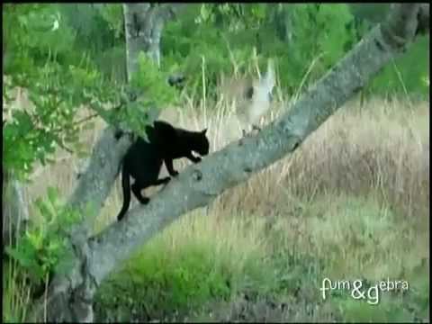 Black Cat and White Owl - YouTube