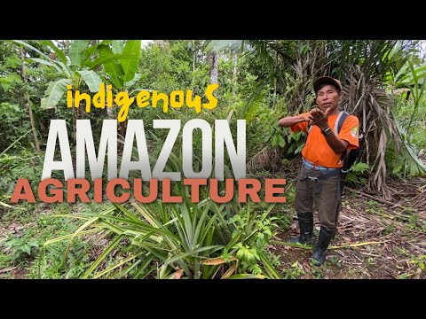 Enter the Chagra - Ticuna Indigenous Guide shows us Farming in the Amazon rainforest