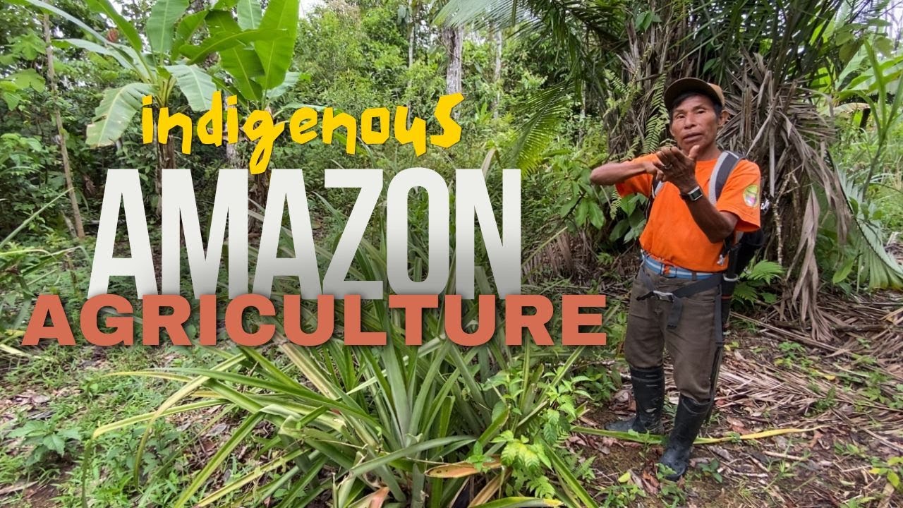 Enter the Chagra - Ticuna Indigenous Guide shows us Farming in the ...