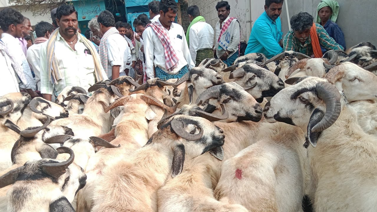 ఎమ్మిగనూరు" పెద్ద సైజు" గొర్రె పొట్టేళ్లు " సంత ధరలు Sunday big size ...