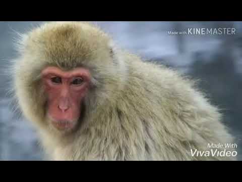 Azərbaycan.İmişli.Meymunlar.A.Fidanın təqdimatı - YouTube