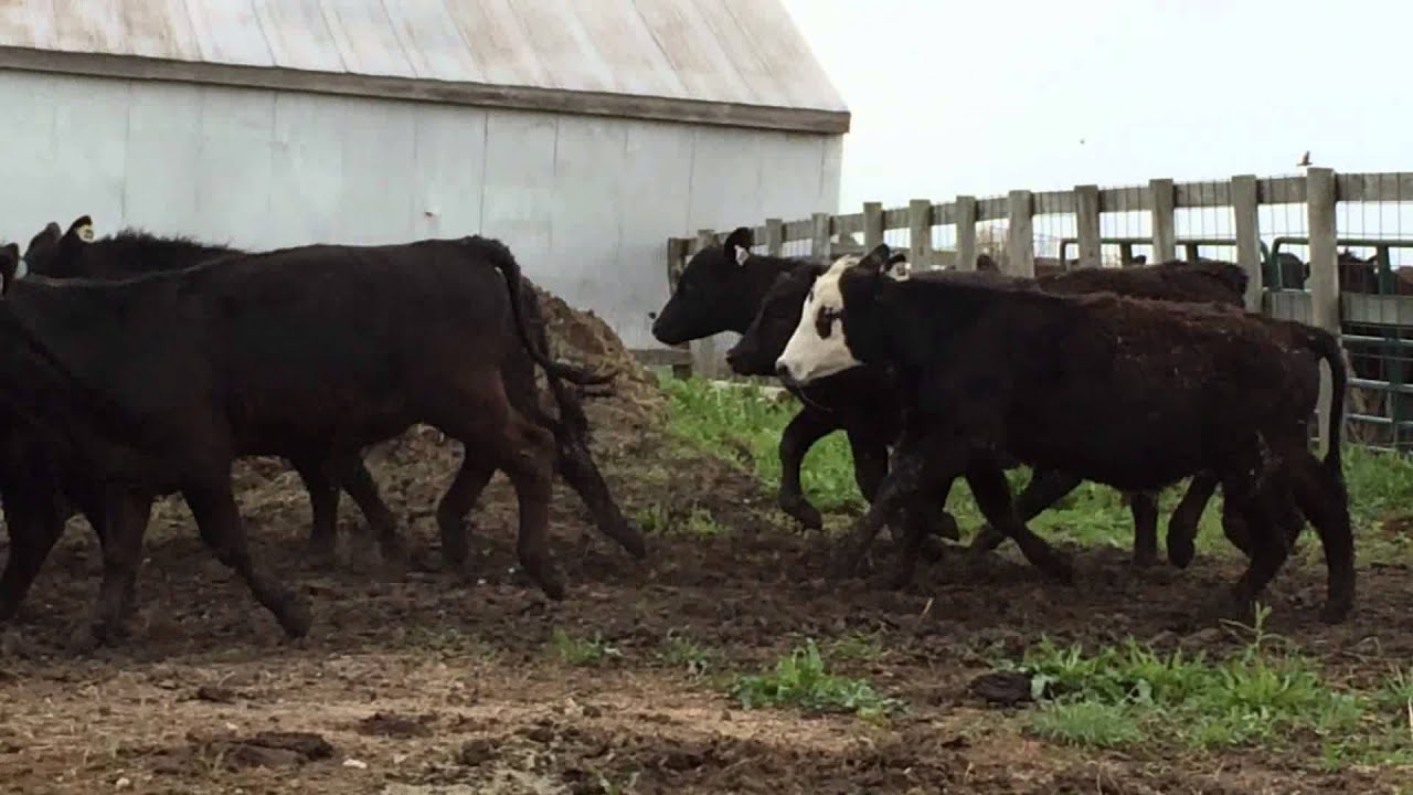 Turning Cattle out to Pasture After Long Winter - YouTube