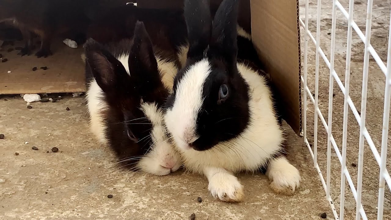 My little bunny friend loves to hop around the house and explore every ...