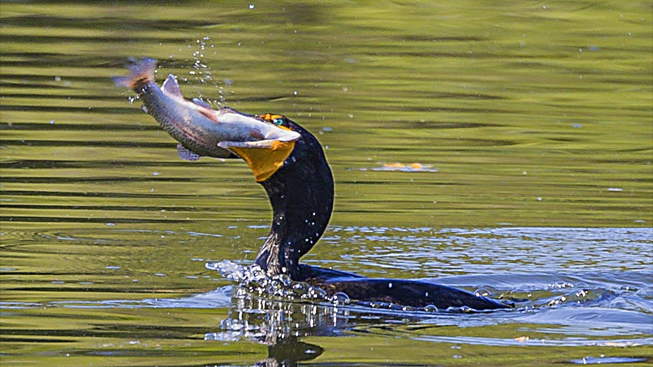 Cormorant vs Trout - YouTube