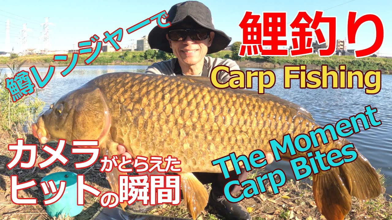 【鯉釣り】80オーバー連発 見える鯉を釣る【鱒レンジャー】Carp Fishing | Big Carp | Catch Visible Carp | Turing Monkey SP50 ...