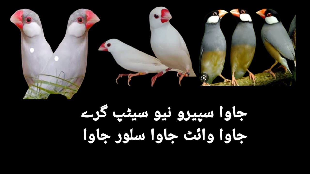 jawaspero jawa birds colony|| jawa egg hatched chicks||Finch farming# ...