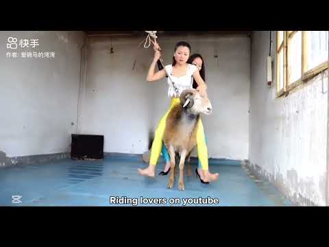 Two girls riding sheep #pony #riding #horserider #horse #donkey #sheep 