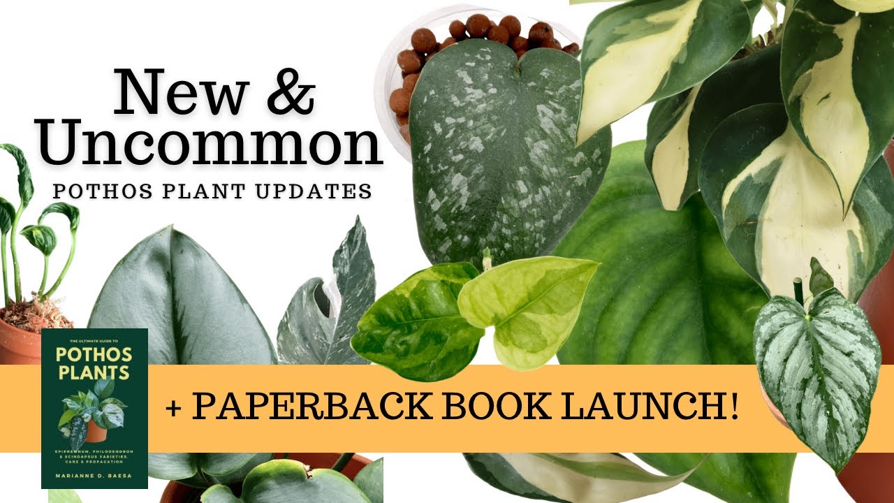 POTHOS PLANT UPDATES: NEW & UNCOMMON + PAPERBACK LAUNCH OF MY POTHOS ...
