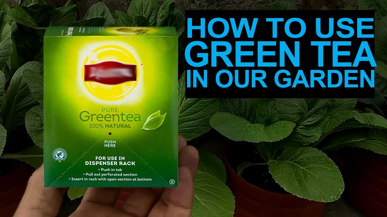 How To Use Green Tea In Our Garden I Paano Ginagamit Ang Green Tea Sa ...