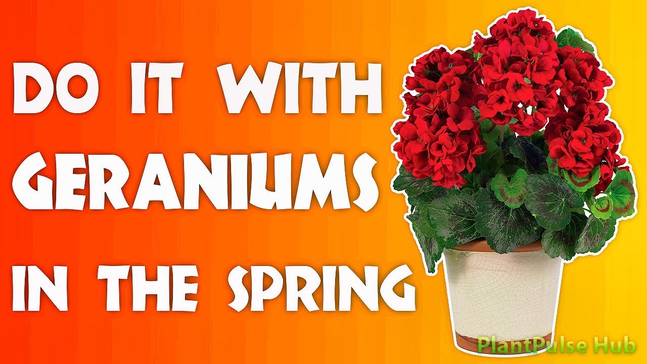 Spring Care Tips for Geraniums: How to Keep Them Flourishing 🌸 ...