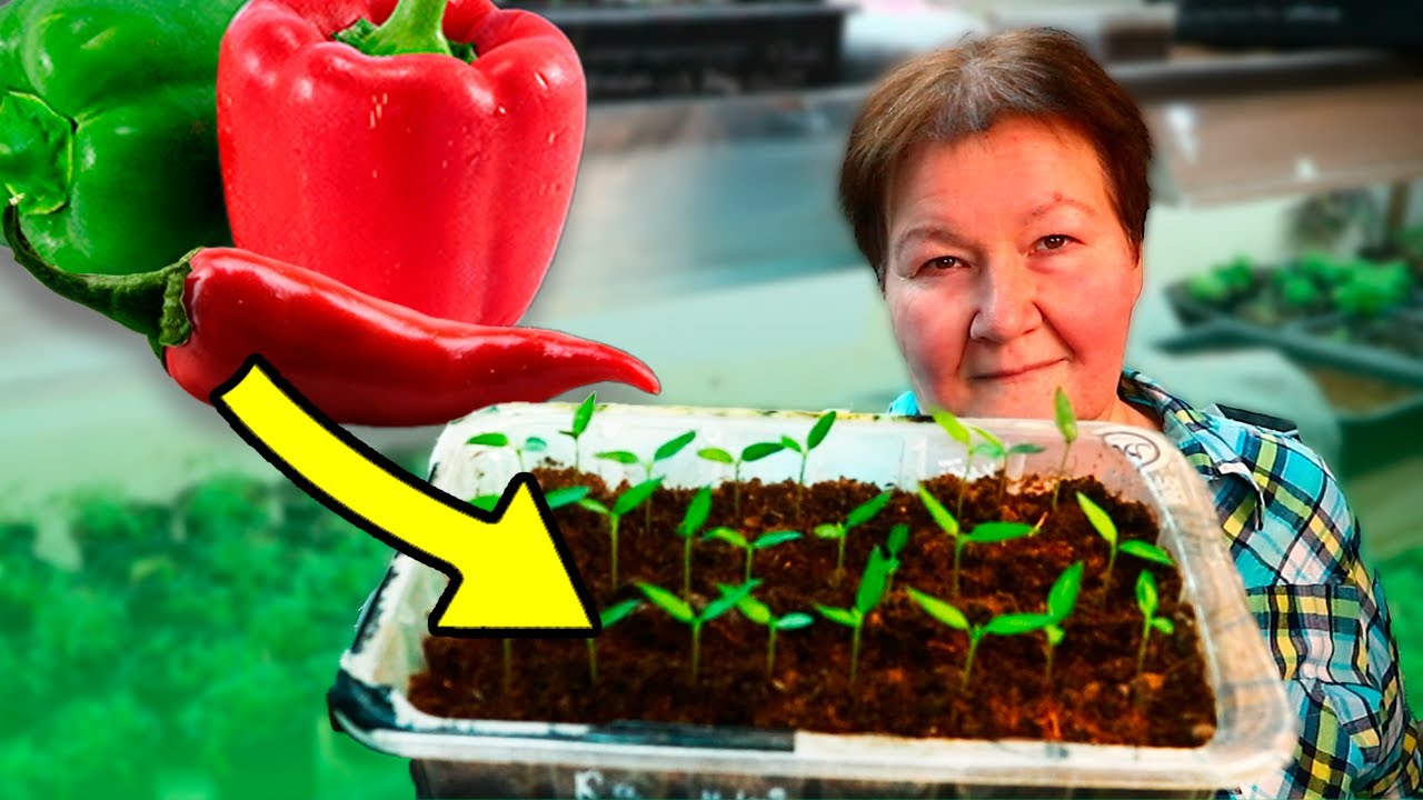 Сладкий перец: Мои любимые сорта и секреты посадки! - YouTube