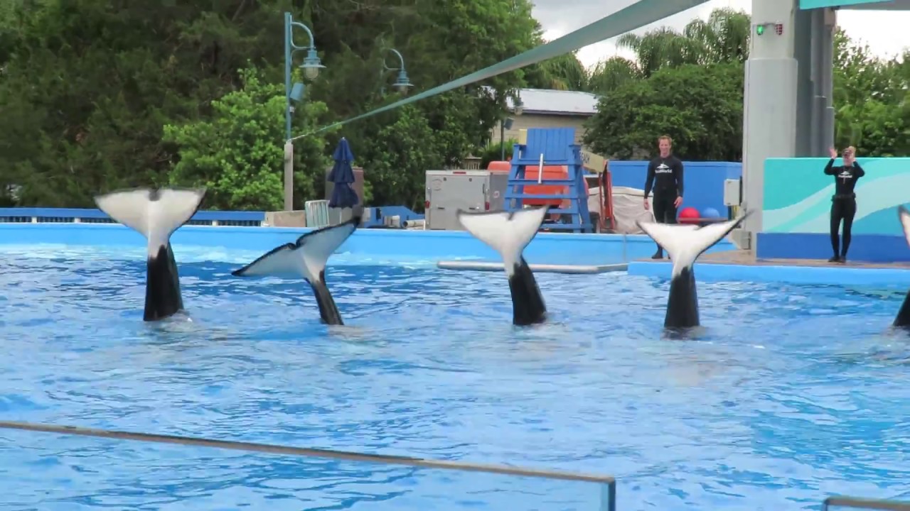 6 KILLER WHALES JUMP OUT OF THE WATER, SPIN & WAVE THEIR TAILS ...