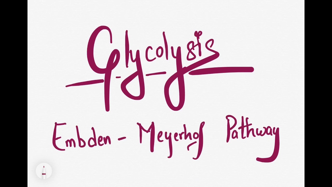 Glycolysis// Embden Meyerhof Pathway // Aerobic // Anaerobic // ATP ...