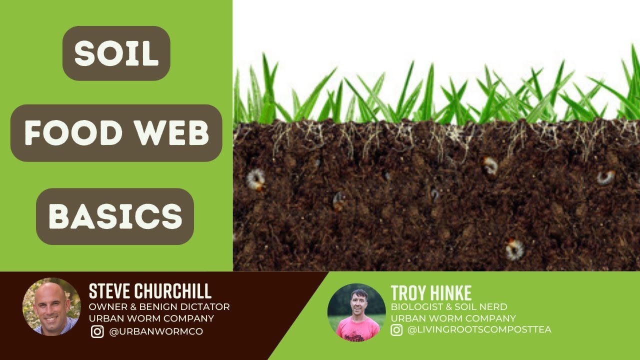 Soil Food Web Basics - YouTube