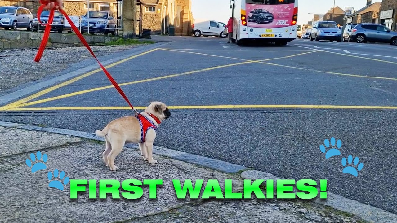Walking a pug puppy for the first time [Parker the Pug] - YouTube