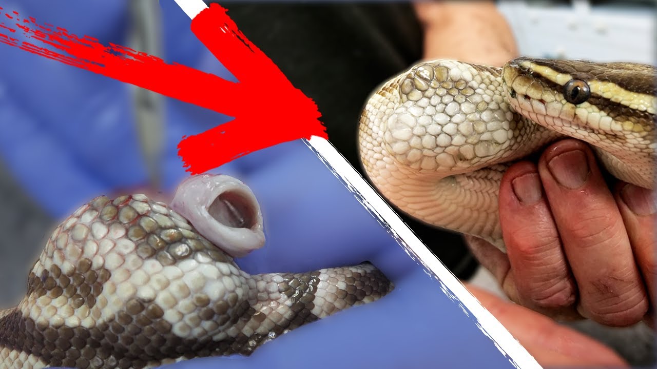 INSANE GIANT BARNACLE FOUND GROWING IN SNAKE?? Oddly Satisfying - YouTube