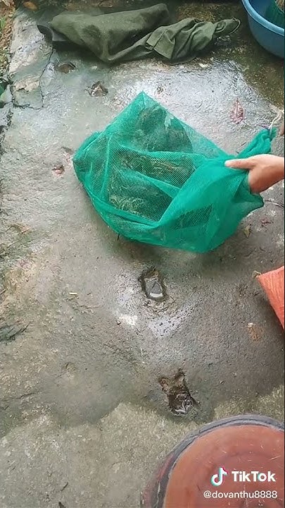 tiếng chim dẽ giun hủy diệt đã tét ăn chim - YouTube