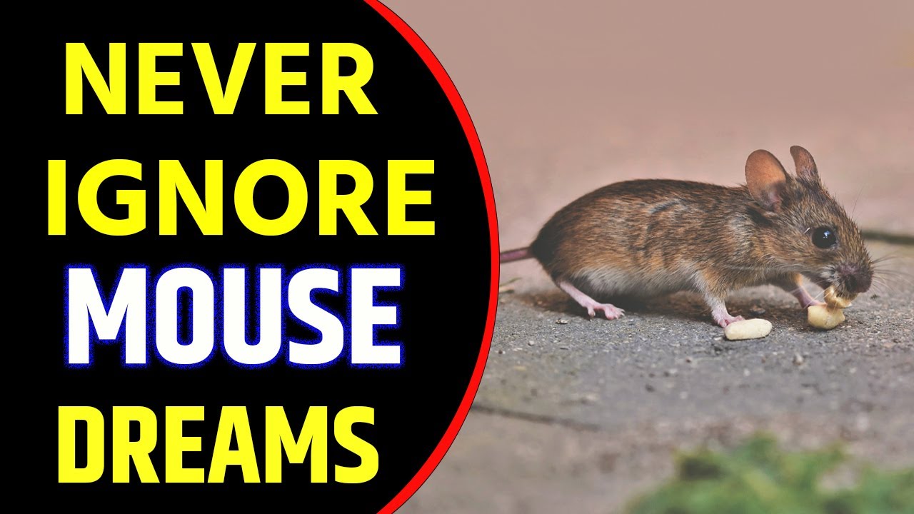 What does Mouse Dream Meaning | Dreaming of Mouse | Mouse Dream ...