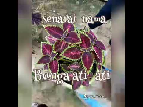 Nama Dan jenis bunga ati-ati - YouTube