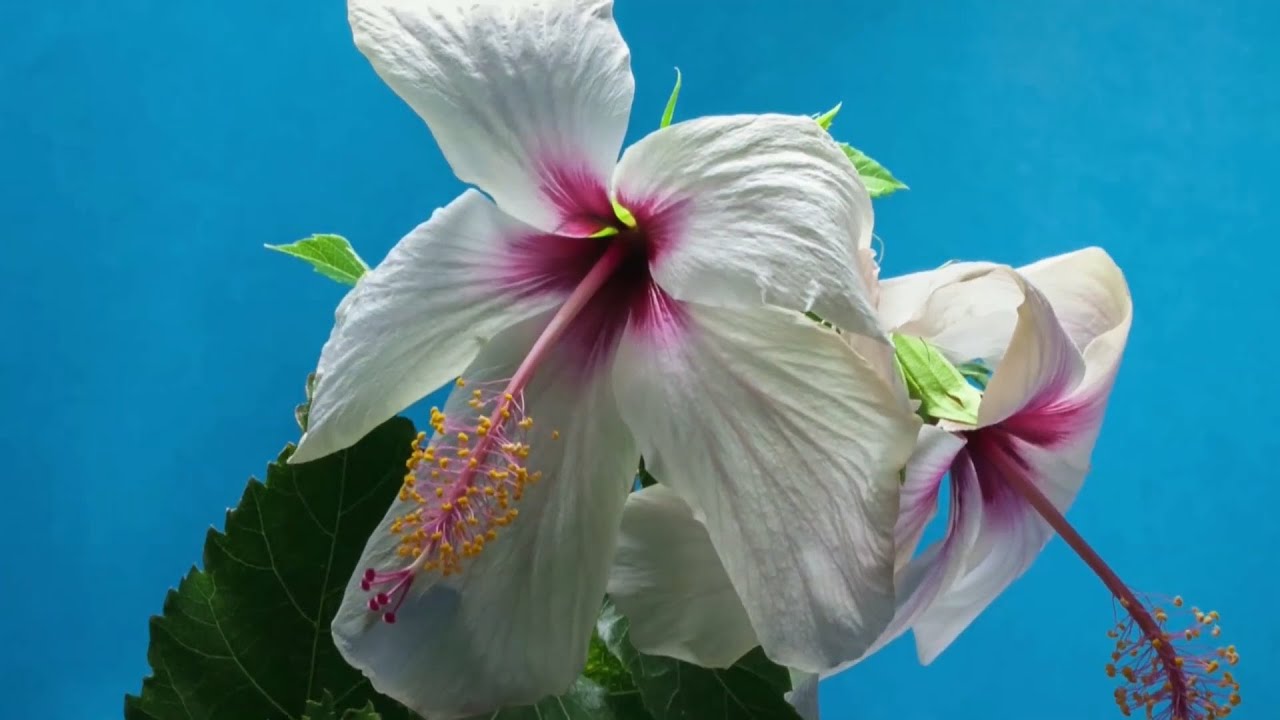 Flower Dissection – STEM Activity - YouTube