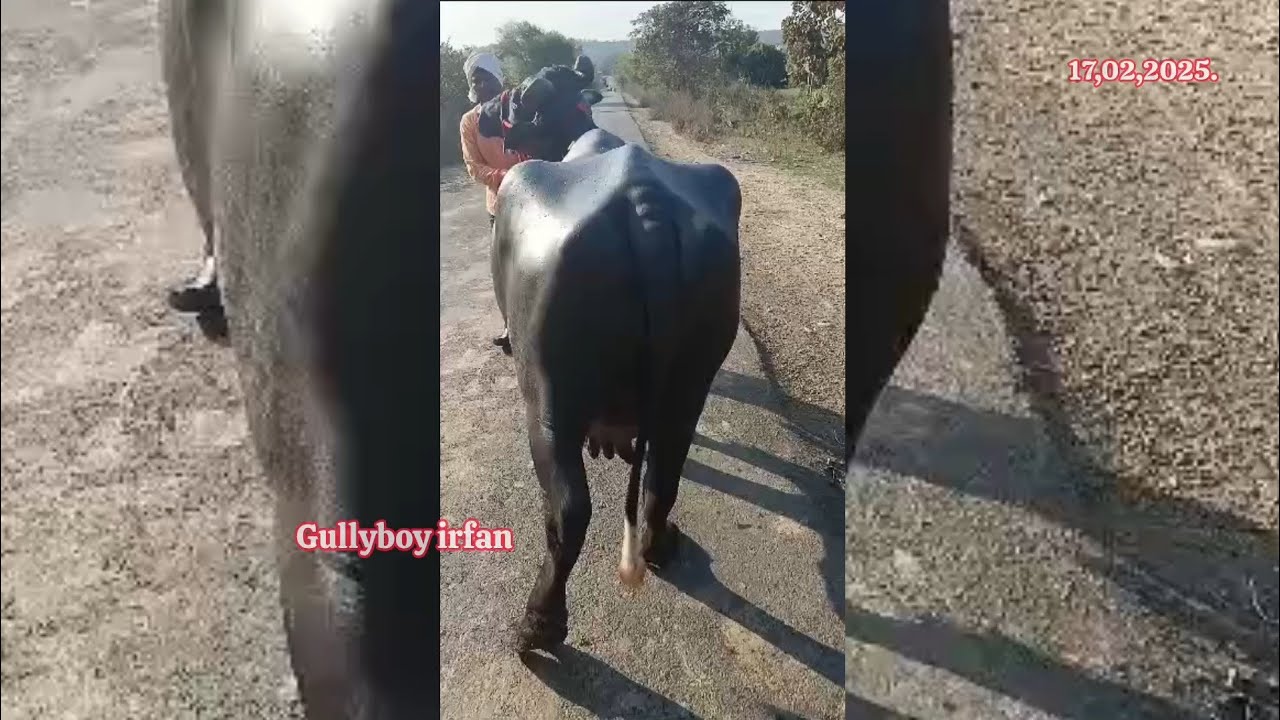 83903 41062 గేదె మహారాష్ట్ర buffalo for maharastra बैंस महाराष्ट्र - YouTube