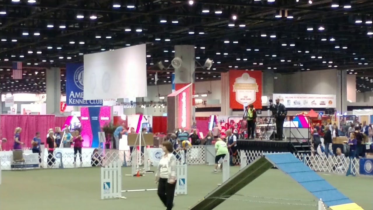 AKC Agility Invitational 2018(5) - YouTube